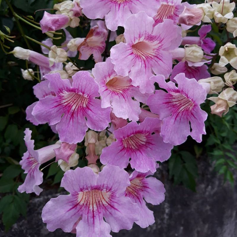 Jual Bibit Bunga Tecoma Pink Terompet Pink Tecomaria Pink | Shopee ...