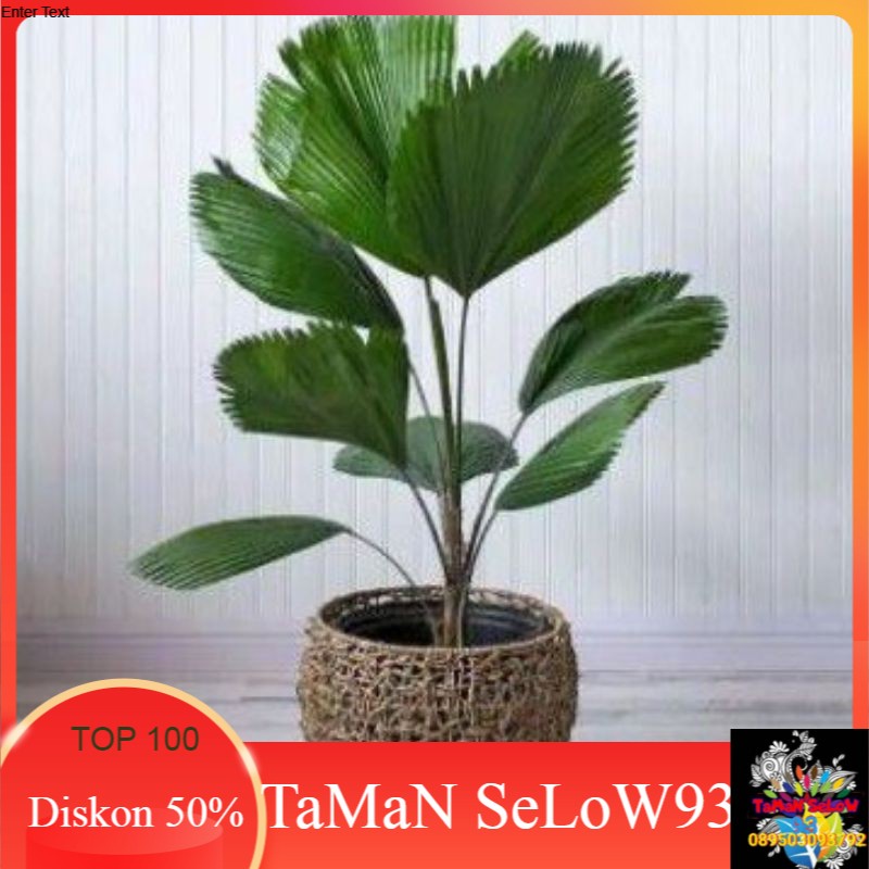 Jual tanaman palem kipas kol/pohon palem kipas kol indoor/outdoor ...