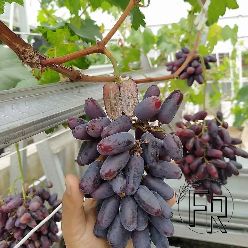 Jual BIBIT TANAMAN BUAH ANGGUR GIOVANI // BIBIT ANGGUR GIOVANI SUPER ...