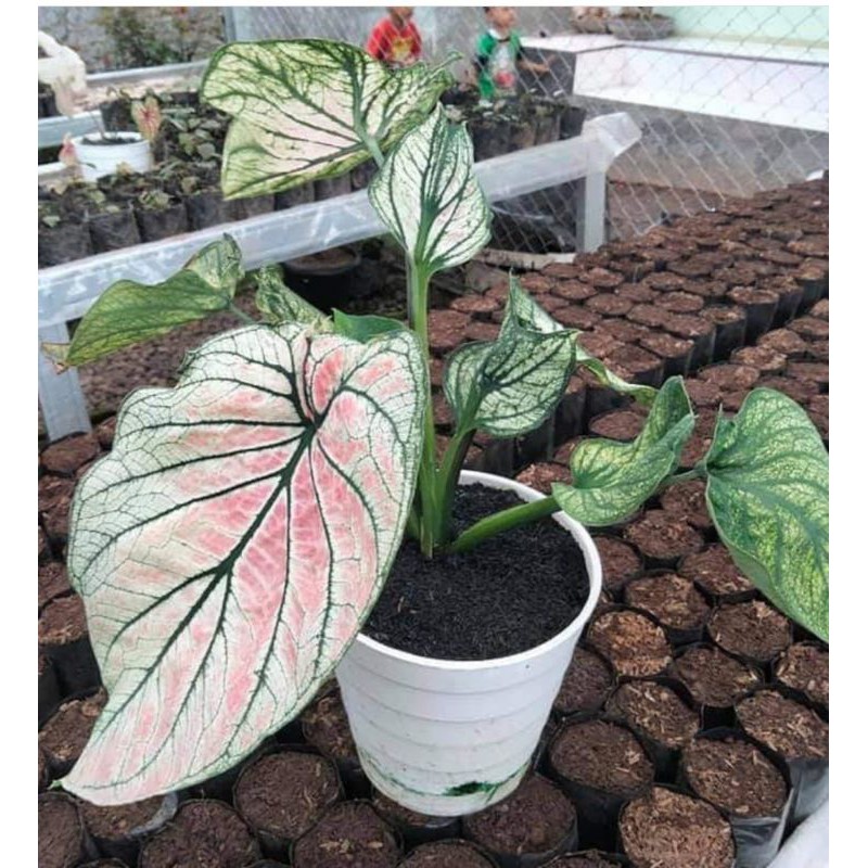 Jual Keladi /Caladium White Swan (Khusus Pulau Jawa) | Shopee Indonesia