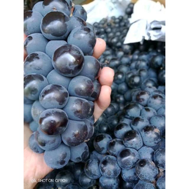 Jual HARGA PROMO Anggur Bali asli dari Bali | Shopee Indonesia