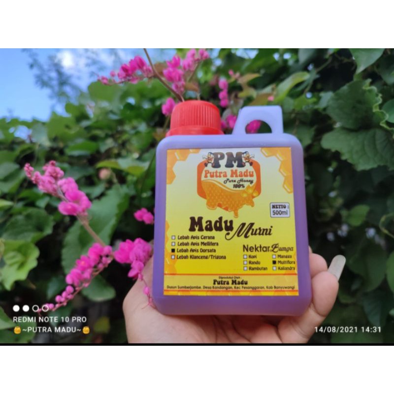 Jual Madu Lebah Apis Dorsata/ Madu lebah Gung_Madu Hutan | Shopee Indonesia