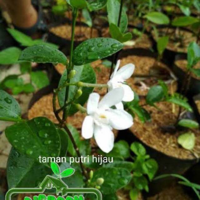 Jual Tanama hias melati jawa - melati wangi | Shopee Indonesia