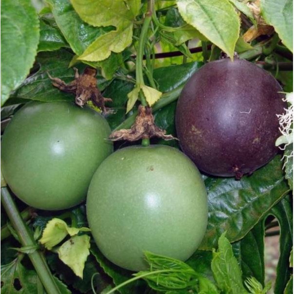 Jual Markisa (Passiflora Edulis) – Buah Eksotis Bernilai Gizi Tinggi untuk Kebun Urban, Menambah ...
