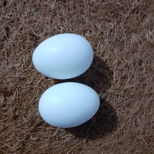 Jual telur merpati plastik (imitasi) | Shopee Indonesia