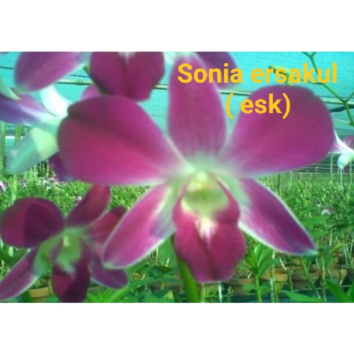 Jual Anggrek dendrobium Verus Purple Earsakul ( ESK ) | Shopee Indonesia