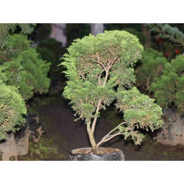 Jual Tanaman cemara bahan bonsai cemara papua | Shopee Indonesia