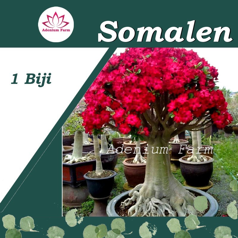 Jual Biji Bibit Adenium SOMALEN Bunga Hias Berkualitas Import | Shopee ...