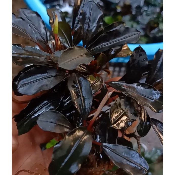 Jual Bucephalandra Black Mamba Sp Sekayam Sanggau Per 1 Batang | Shopee Indonesia
