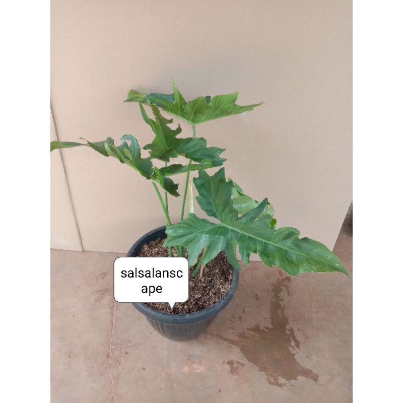 Jual POHON PILO DRAGON TANAMAN PILODENDRON DRAGON | Shopee Indonesia