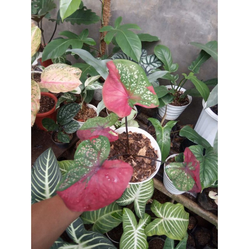 Jual caladium broken heart/keladi baret | Shopee Indonesia