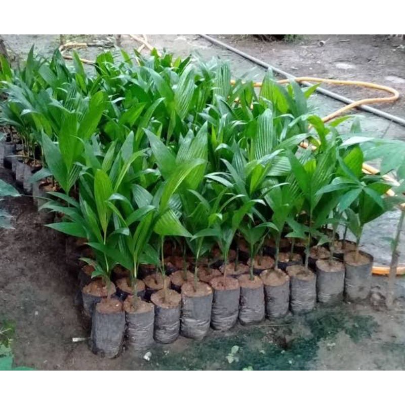 Jual Bibit Pinang Unggul Bibit Pinang Betara | Shopee Indonesia