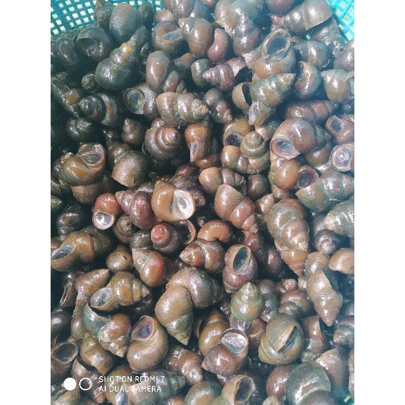 Jual promo siput atau tutut sawah 1 kg obat herbal liver | Shopee Indonesia