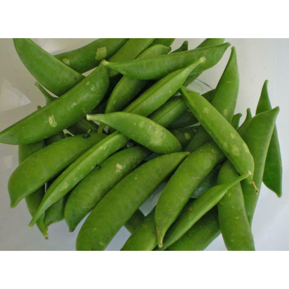 Jual Pea Sugar Snap Delikett 10 Biji (Benih Biji Bibit Tanaman Sayur ...