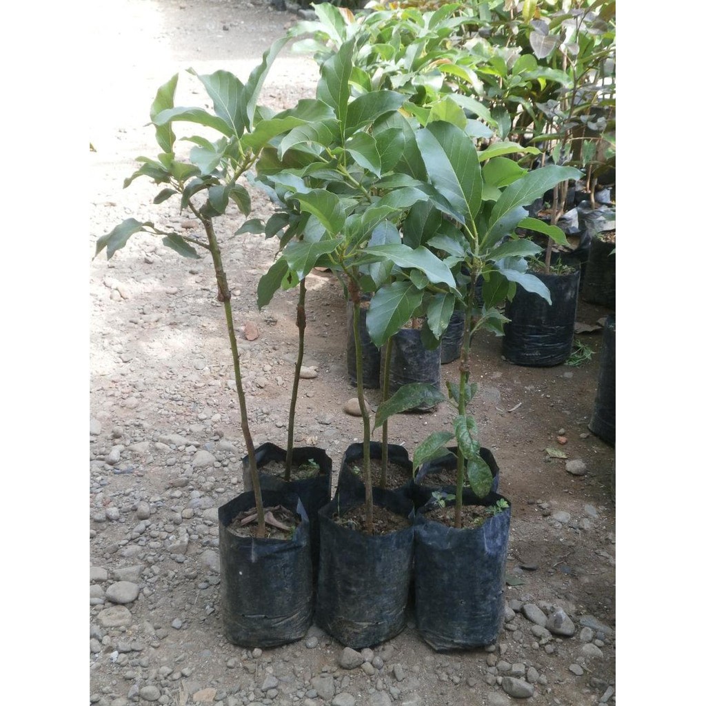 Jual Pohon Bibit Pohon Alpukat Aligator ASLI 40-50cm - bibit buah ...