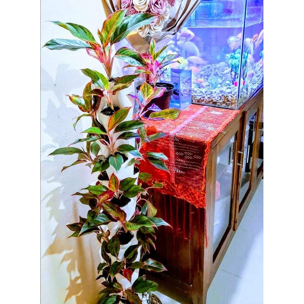 Jual POT TANAMAN VERTIKAL VERTIKULTUR 4 INCH 10 LUBANG 50CM POT BUNGA ...