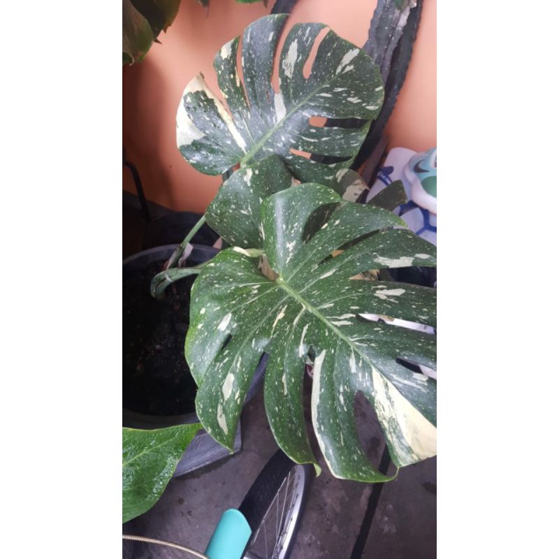 Jual monstera borsigiana varigata | monstera varigata | Shopee Indonesia