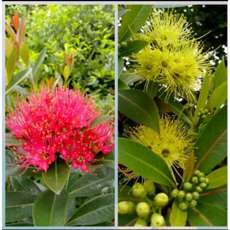 Jual Paket 2 tanaman hias Santos lemon bunga merah dan bunga kuning ...
