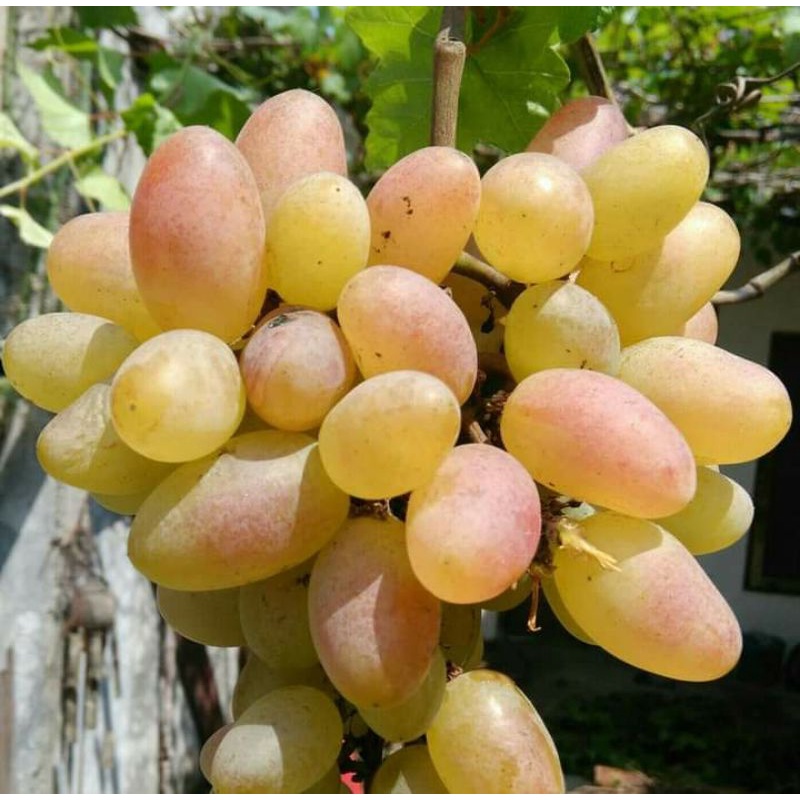 Jual Bibit Tanaman Buah Anggur Import Jenis Transfigurasi Unggul ...