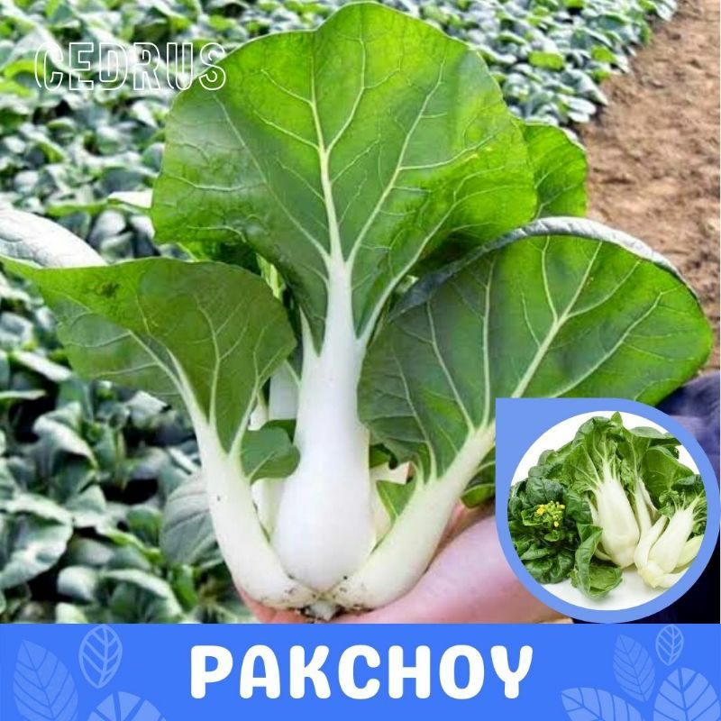 Jual Benih PAKCHOY (isi 50) F1 / Biji Sayur Pak Choy | Shopee Indonesia