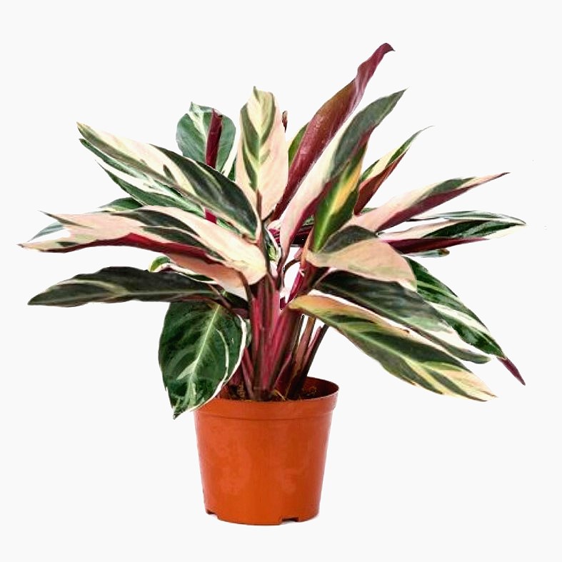 Jual Calathea meranti bali (tanaman hidup bunga hidup cantik cantik ...