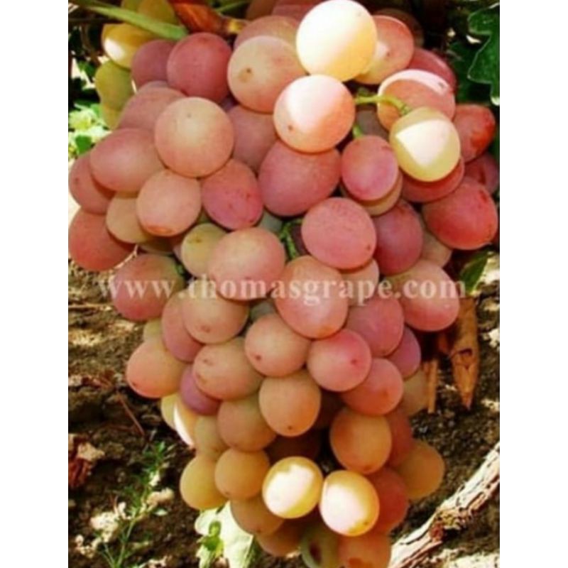 Jual bibit anggur import dixon Premium Unggulan bisa COD | Shopee Indonesia