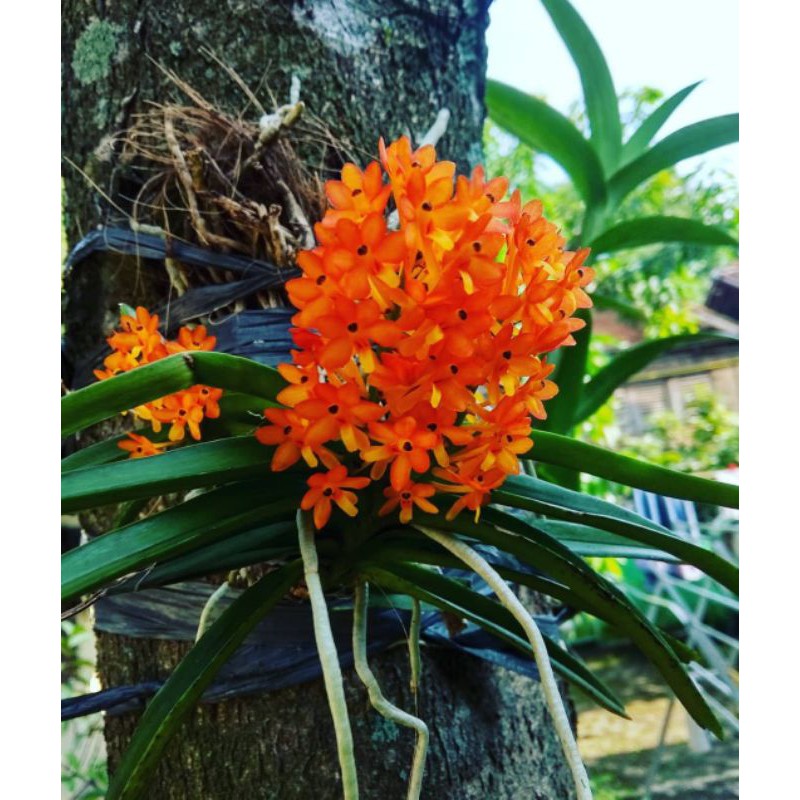 Jual PROMO !!! Vanda ascocentrum miniatum spesie | Shopee Indonesia