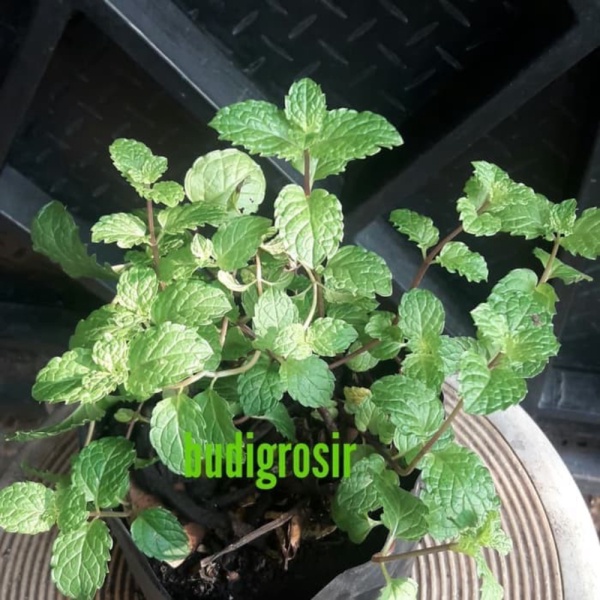 Jual Unik Tanaman daun mint herbal bukan biji ukuran medium Murah ...