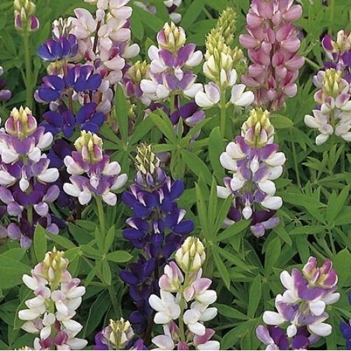 Jual Lupin Pixie Delight 5 Biji (Benih Biji Bibit Tanaman Bunga ...