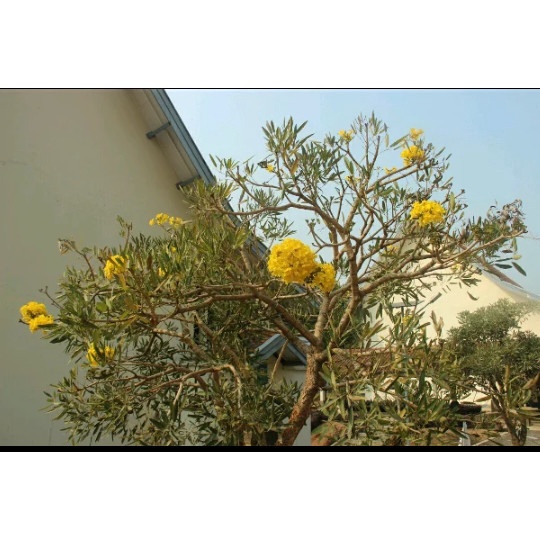 Jual bibit pohon tabebuya siap berbunga tabebuya kuning bunga sakura ...