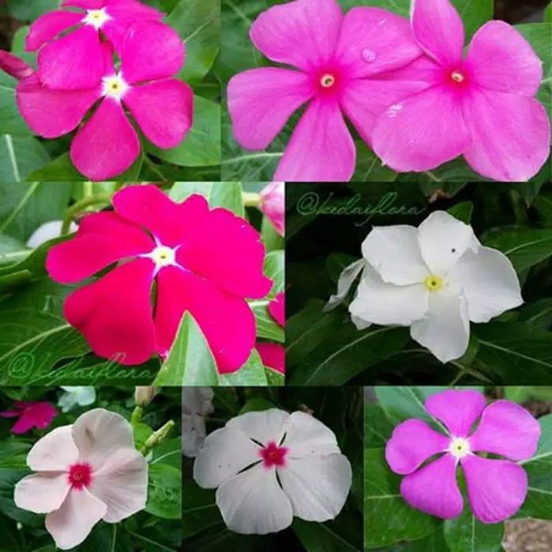 Jual MURAH Tanaman Hias Tapak Darah, Pohon Tapak Darah, Vinka, Tapak ...