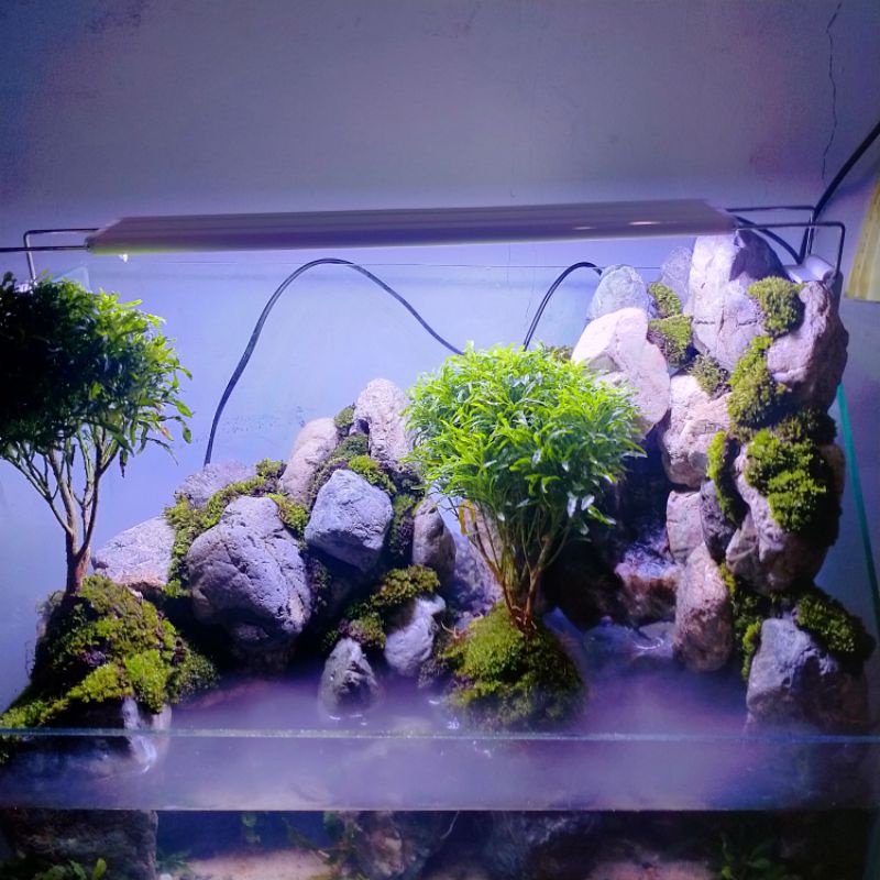 Jual paludarium jasa design paludarium 50cm | Shopee Indonesia
