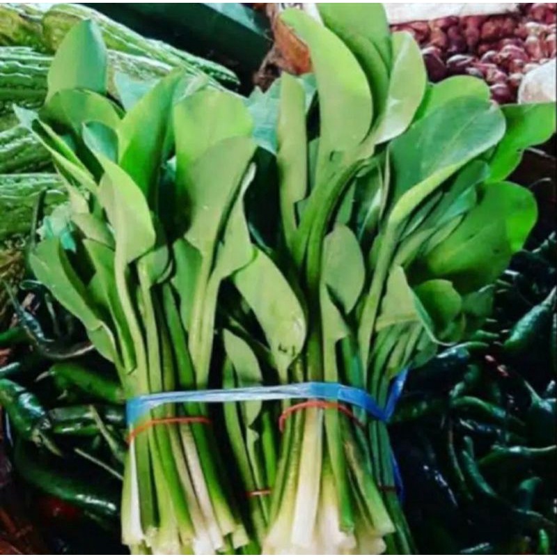Jual daun genjer | Shopee Indonesia