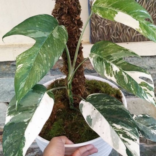 Jual tanaman hias bunga Epipremnum Pinnatum Variegata/monstera ekor ...