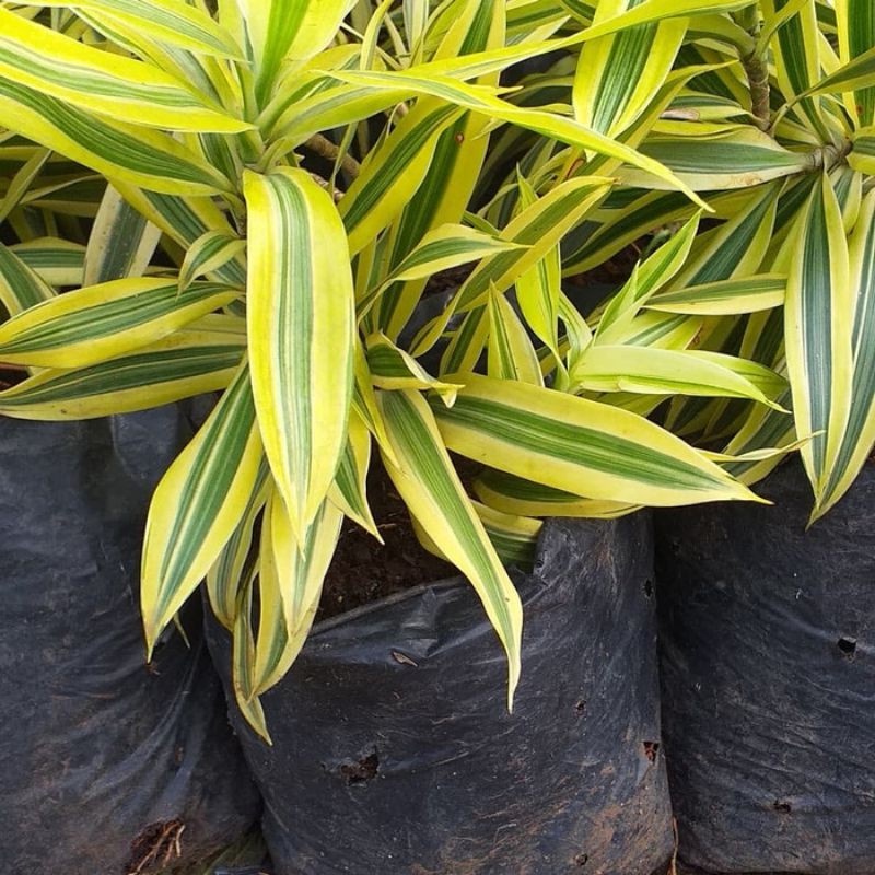 Jual Tanaman hias suji kuning I bambu hoki I dracena gold song of india ...
