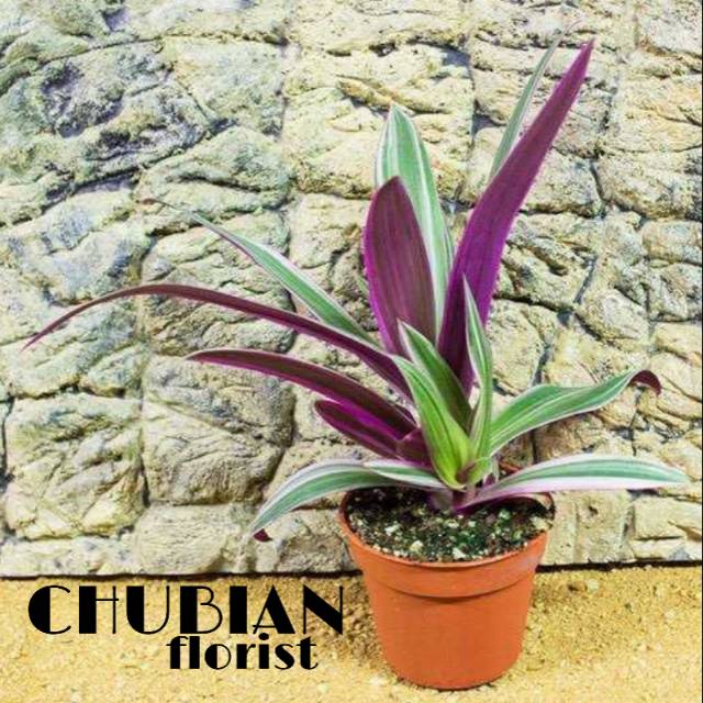 Jual Tanaman hias daun adam hawa/rhoeo discolor | Shopee Indonesia
