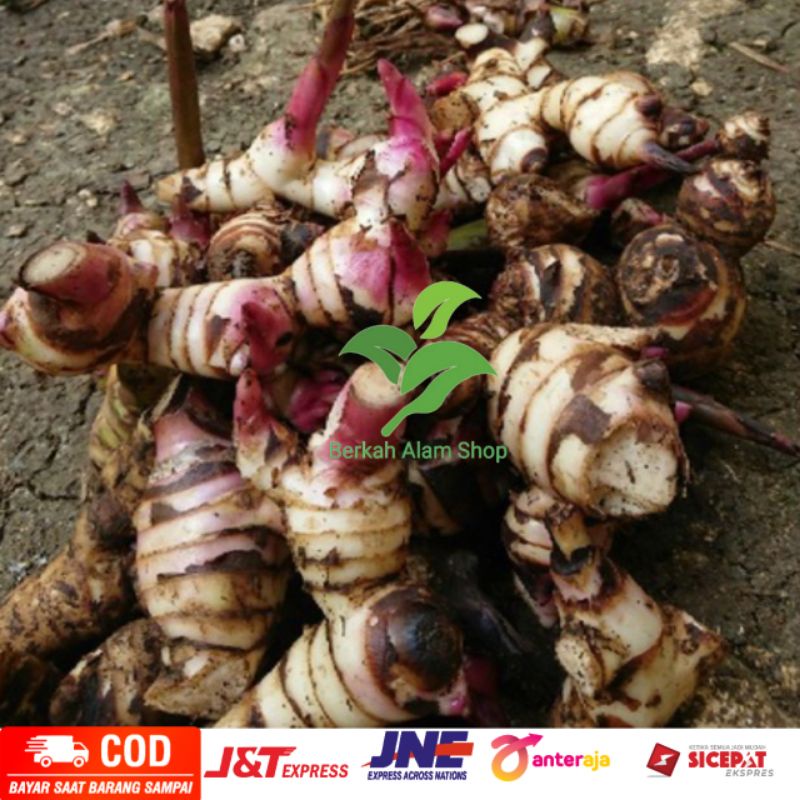 Jual Umbi ganyong/ganyo 1kg Alternatif pengganti beras | Shopee Indonesia