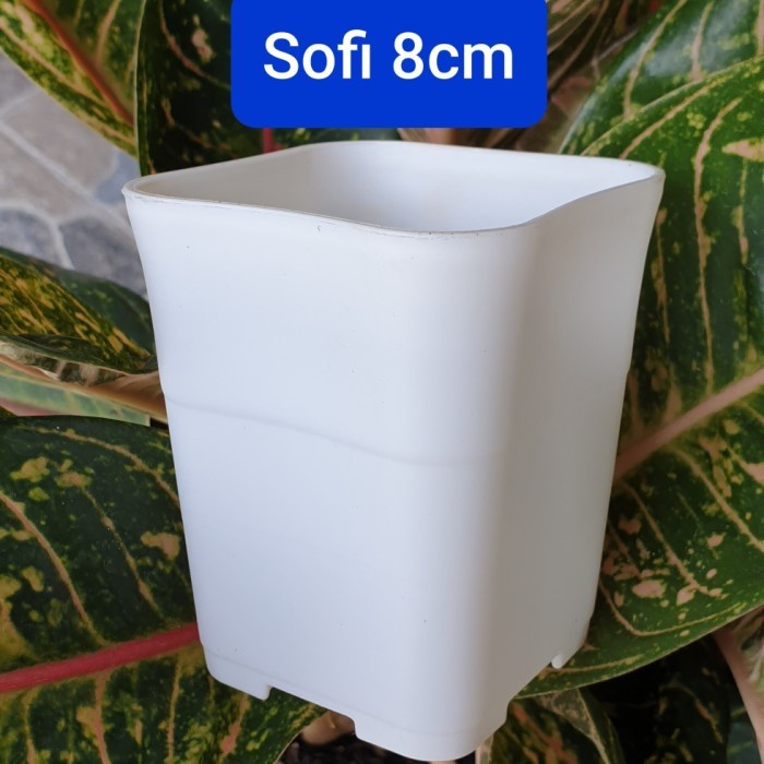 Jual Bungavas- Pot Sofi Kotak Segi 10 Pot Sekulen, Pot Kaktus, Pot ...