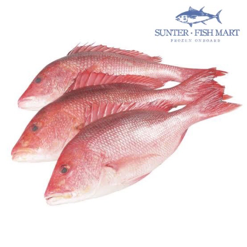 Jual Ikan Kakap Merah Frozen (Sudah Potong Perut) | Shopee Indonesia