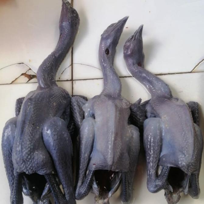 Jual AYAM KAMPUNG CEMANI HITAM SEGAR 1KG DFSD312153 | Shopee Indonesia