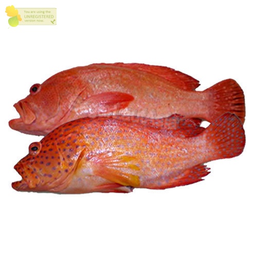 Jual Ikan Kerapu Segar / Ikan Kerapu Lodi Sunu Merah | Shopee Indonesia