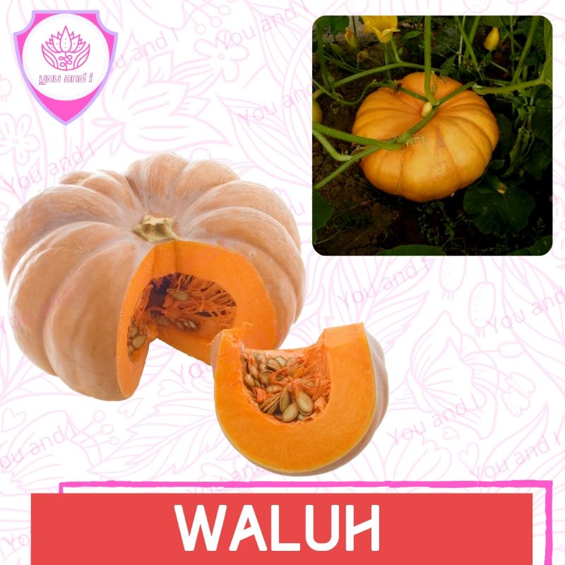 Jual Benih LABU [isi-9] Biji Sayur Waluh | Shopee Indonesia
