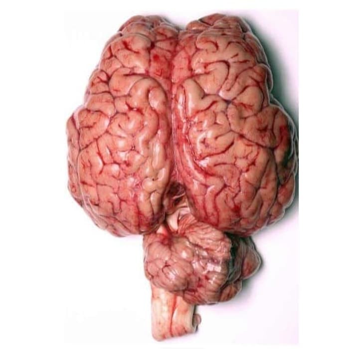 Jual Otak Sapi Utuh Satuan Daging Otak Sapi Fresh 1pcs | Shopee Indonesia