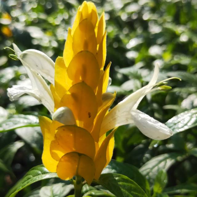 Jual Lollipop plant | Tanaman hias bunga Lollipop plant | Shopee Indonesia