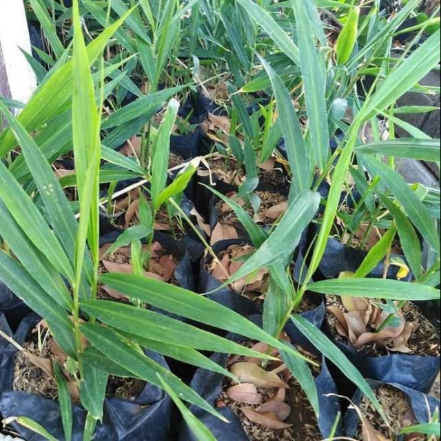 Jual Jahe merah ginger tanaman herbal jahe merah tanaman toga herbal ...