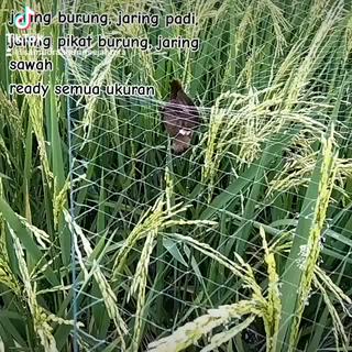 Jual jaring burung, jaring padi, jaring pengaman padi, ukuran lengakap ...