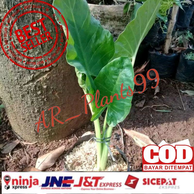 Jual TANAMAN HIAS SENTE HIJAU / talas hijau / keladi hijau tanaman hias ...