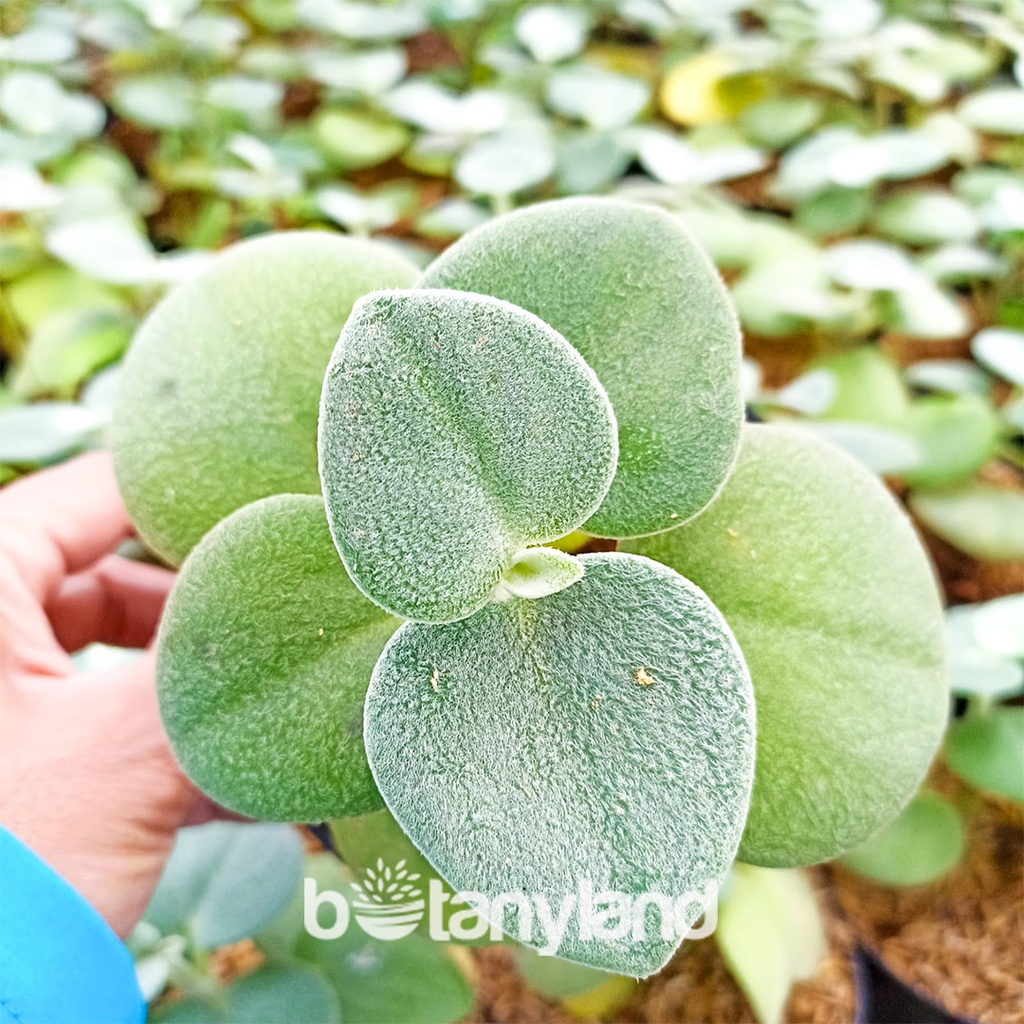 Jual Tanaman Hias Peperomia Incana - Felted Pepperface - Felted ...