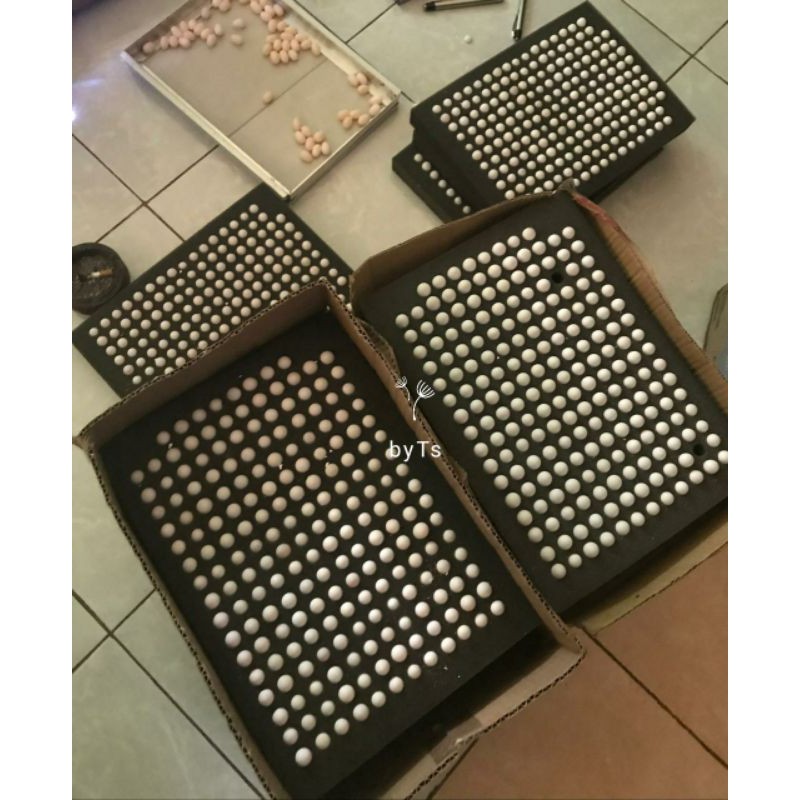 Jual TELUR WALET ASLI / TELUR BURUNG WALET | Shopee Indonesia