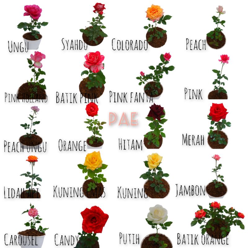 Jual Tanaman Bunga Mawar Rimbun Berbunga Bisa pilih warna Bergaransi ...